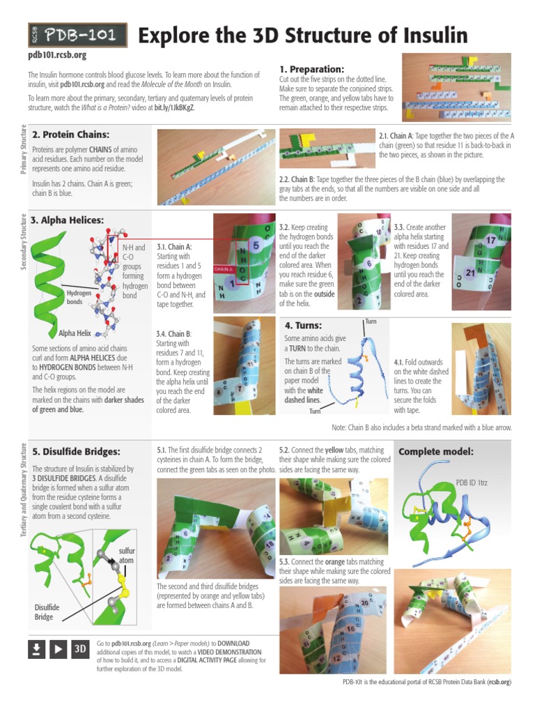 Explore The 3D Structure of Insulin: 1. Preparation | PDF | Alpha Helix ...
