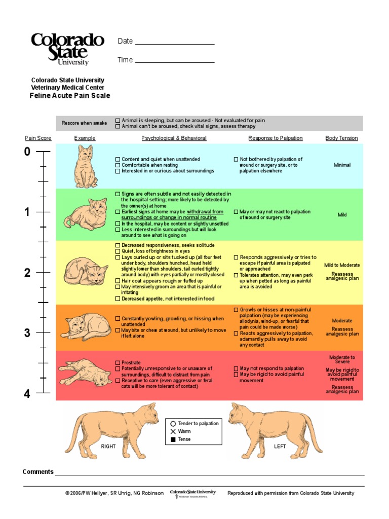 Feline - Pain Scale Handout | PDF | Pain | Clinical Medicine