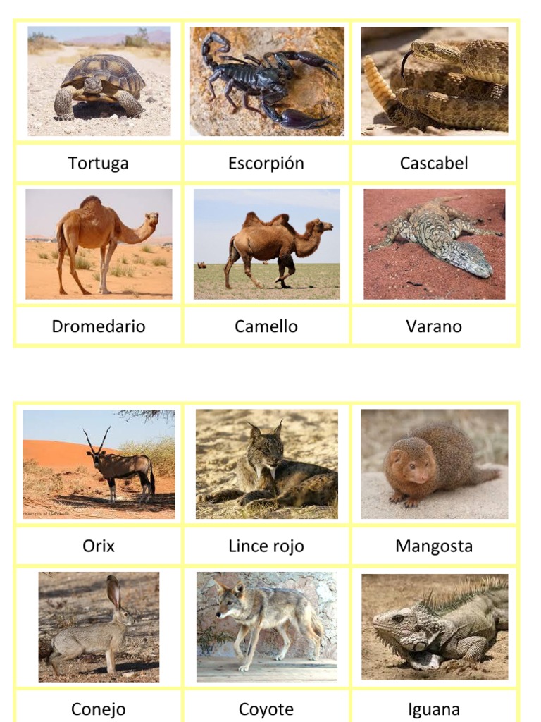 Tarjetas Animales Del Desierto Imprenta | PDF