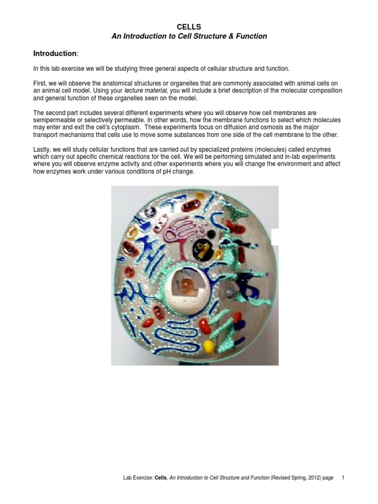 An Introduction To Cell Structure & Function: Cells | PDF | Buffer ...