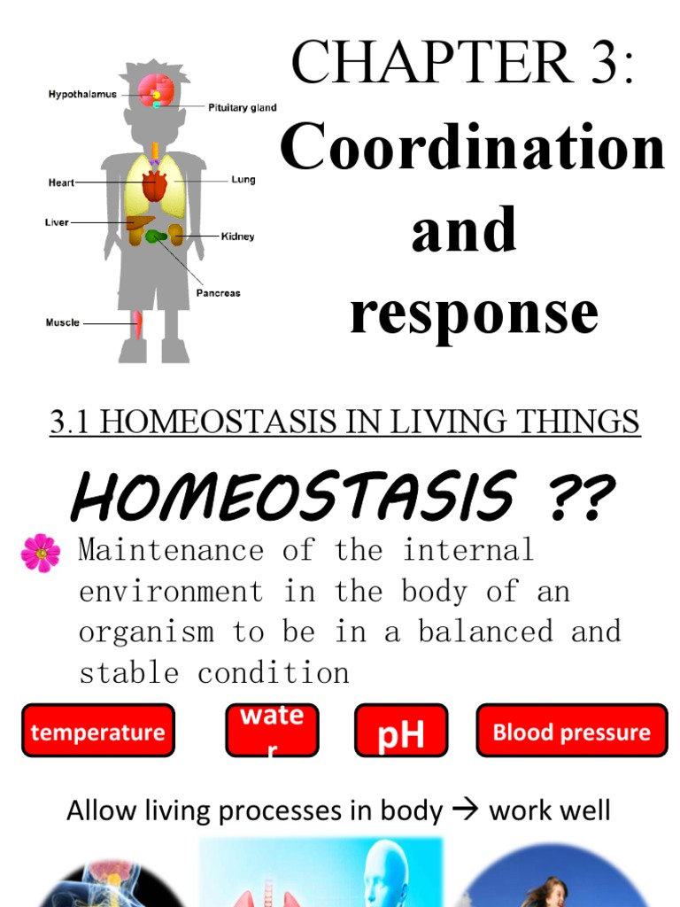 CHAPTER 3 Coordination Response | PDF | Homeostasis | Thermoregulation