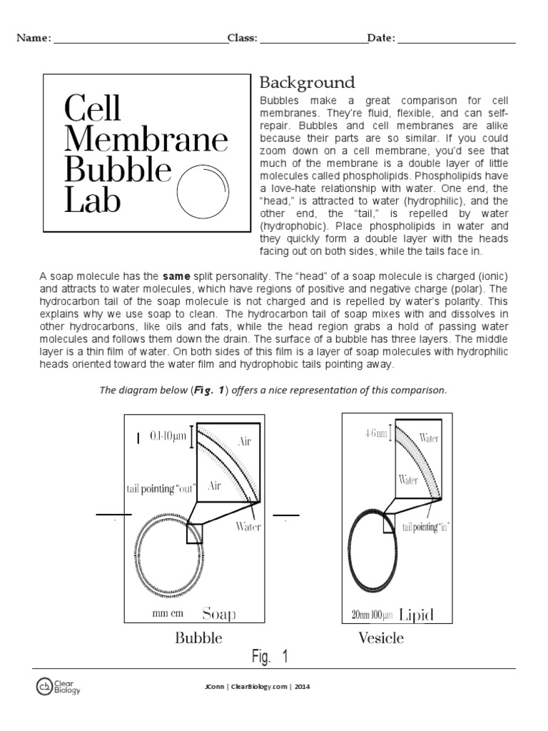 Cell Membrane Bubble Lab | PDF | Cell Membrane | Lipid Bilayer
