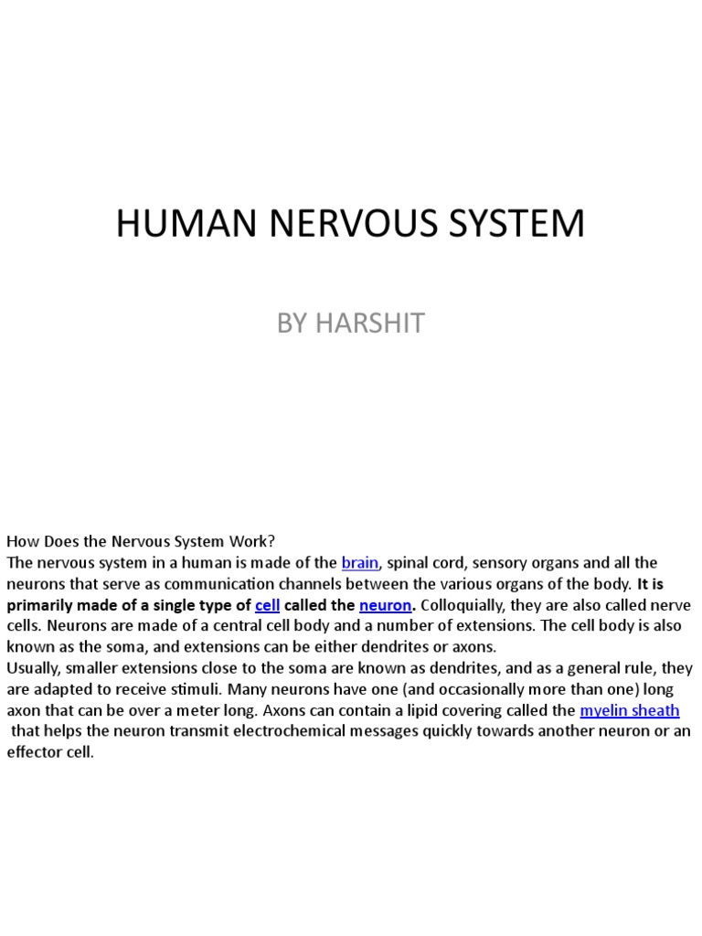 Human Nervous System | PDF