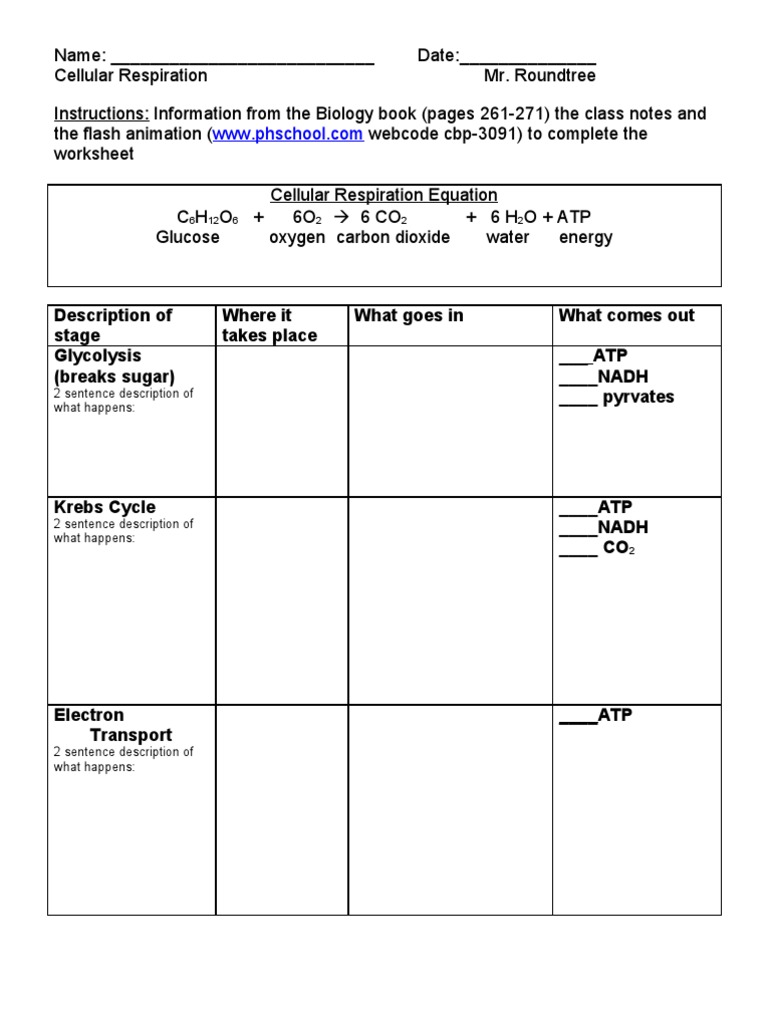 Cellular Respiration Worksheet | PDF | Cellular Respiration | Adenosine ...