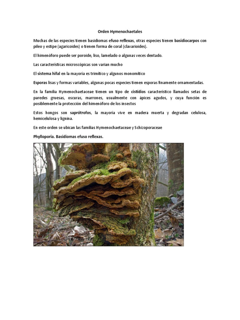 Características del Orden Hymenochaetales | PDF | Hoja | Hongo