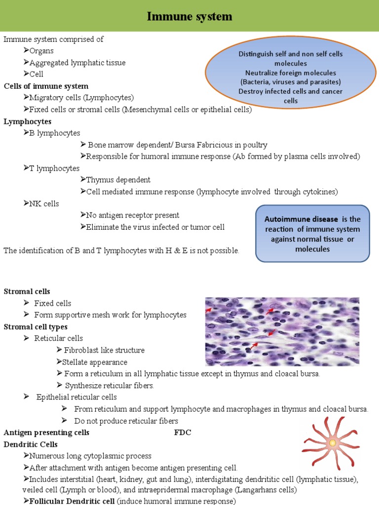 Immune System | PDF | Lymph Node | Lymphatic System