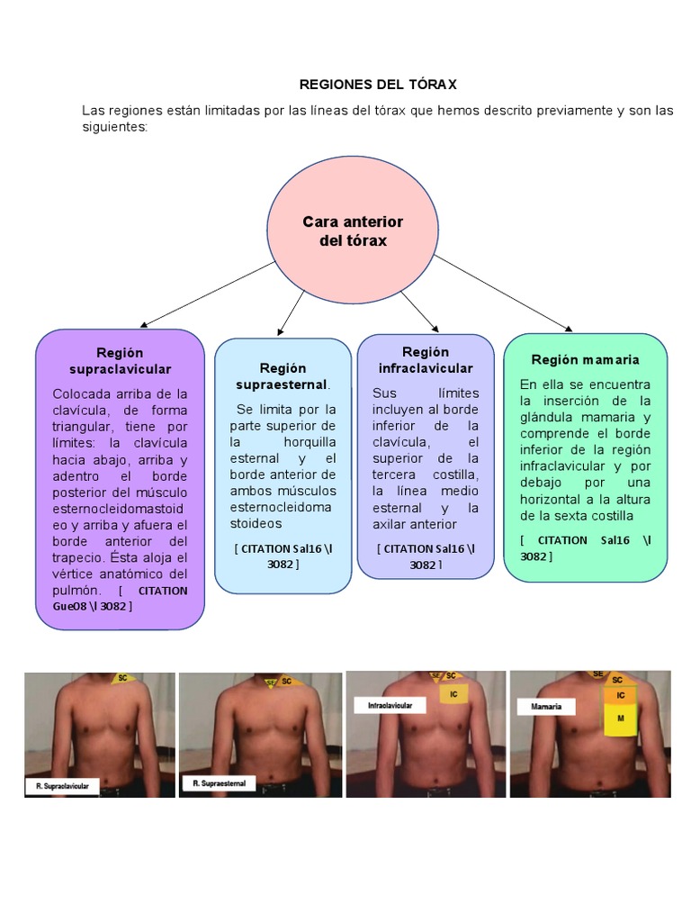 Regiones Del Tórax | PDF | Sistema esquelético | Tórax (anatomía humana)