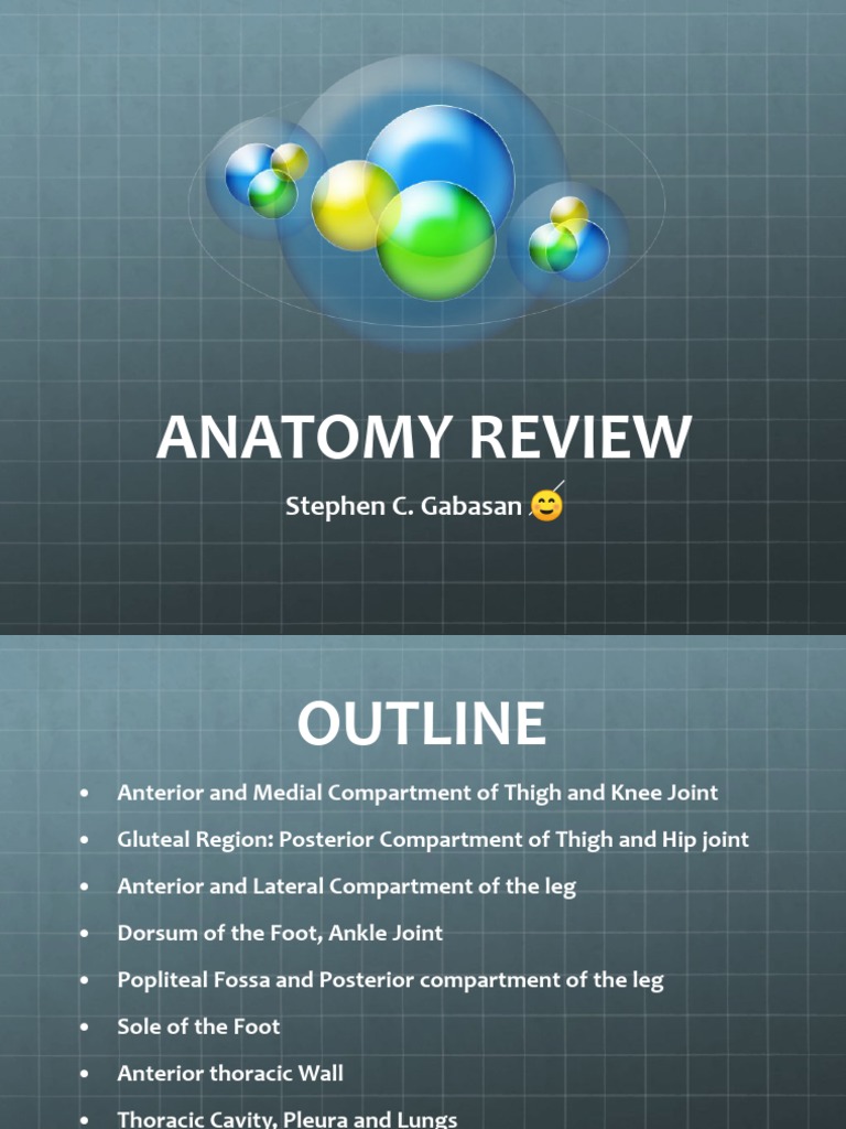 (Gross A) Lower Extremities, Thorax, and Lungs Practicals Reviewer ...
