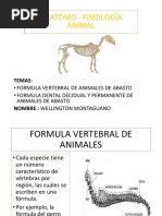 Formulas Vertebrales | PDF