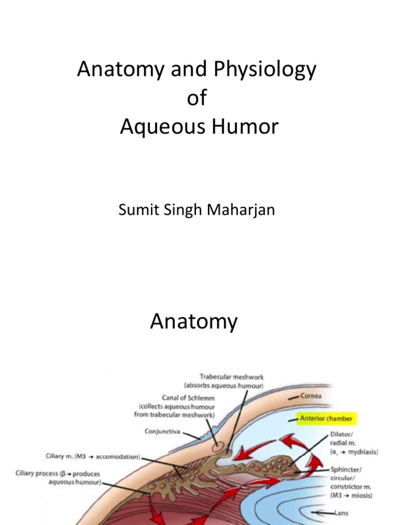 Anatomy and Physiology of Aqueous Humor: Sumit Singh Maharjan | PDF ...