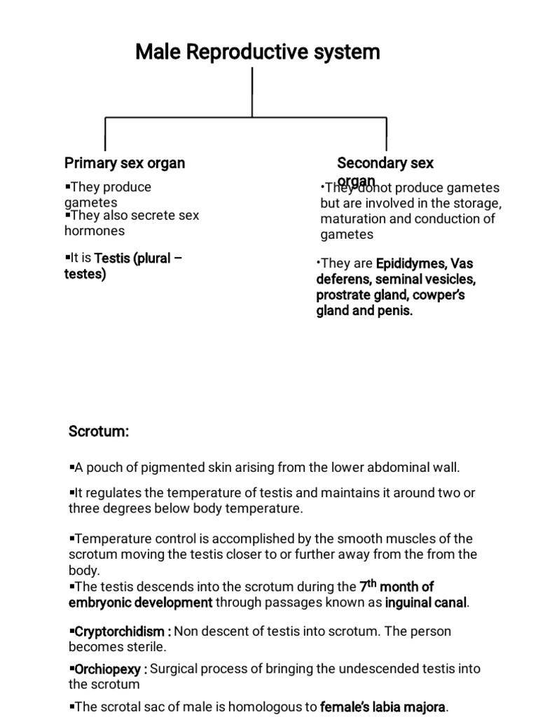 Male Reproductive System: Primary Sex Organ Secondary Sex Organ | PDF ...