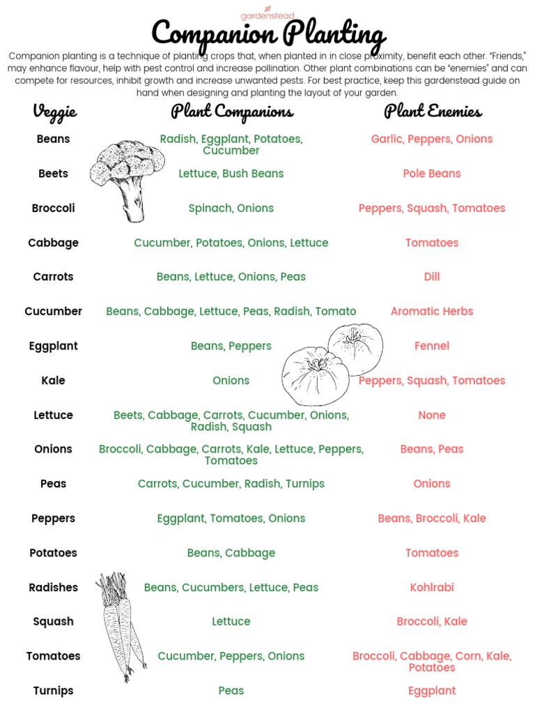 Companion Planting Guide for Vegetables | PDF | Tomato | Vegetables