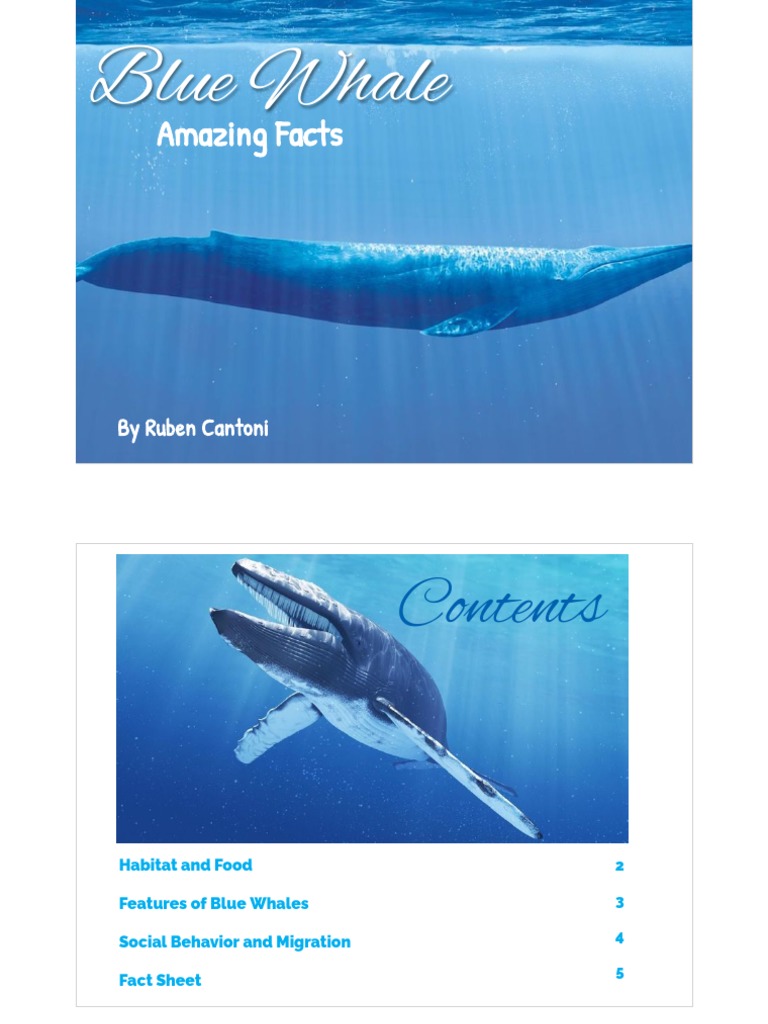 Amazing Facts: Blue Whale | PDF | Whales | Cetacea