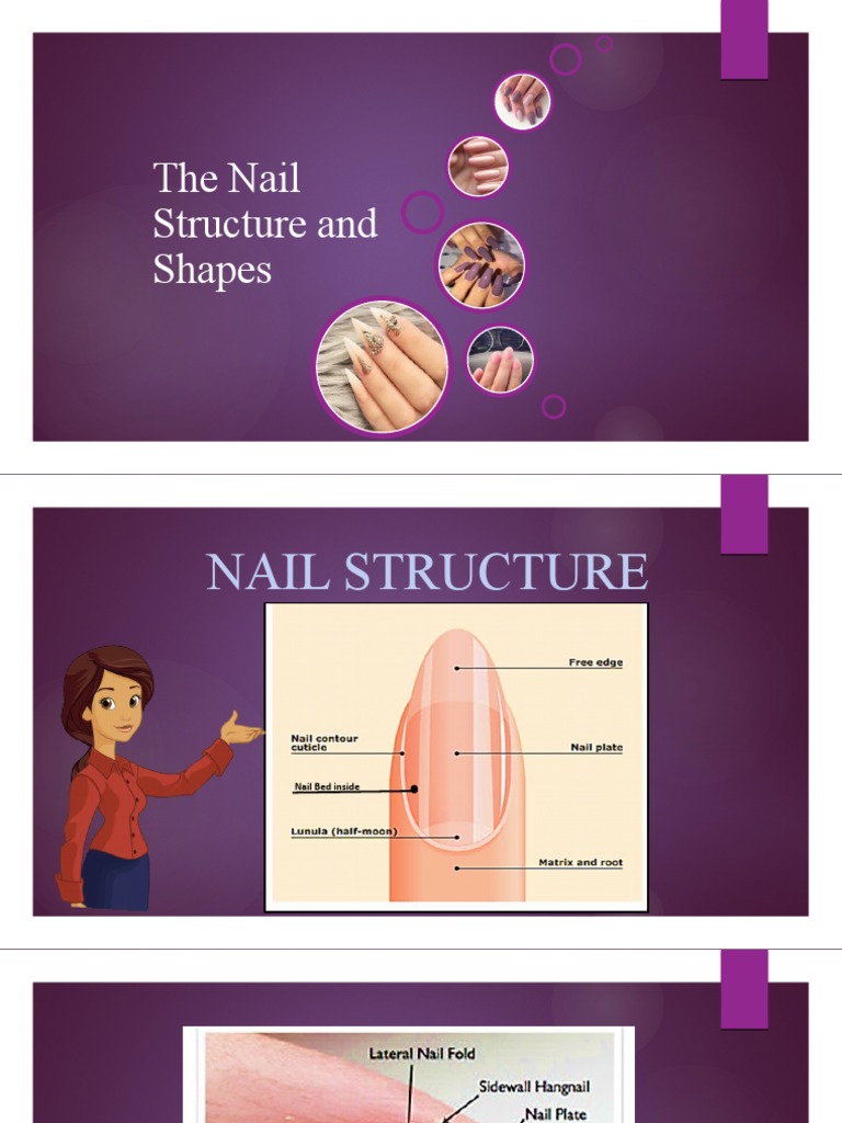 The Nail Structure and Shapes | PDF | Nail (Anatomy) | Integumentary System