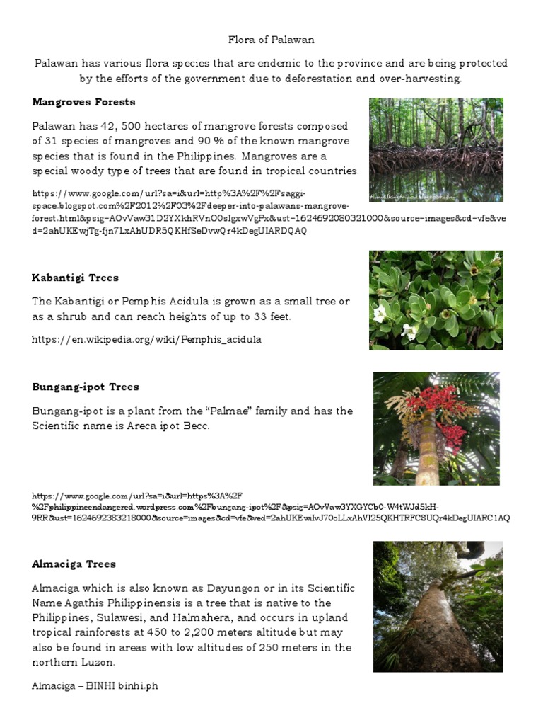 Flora and Wildlife of Palawan | PDF | Squirrel | Conservation
