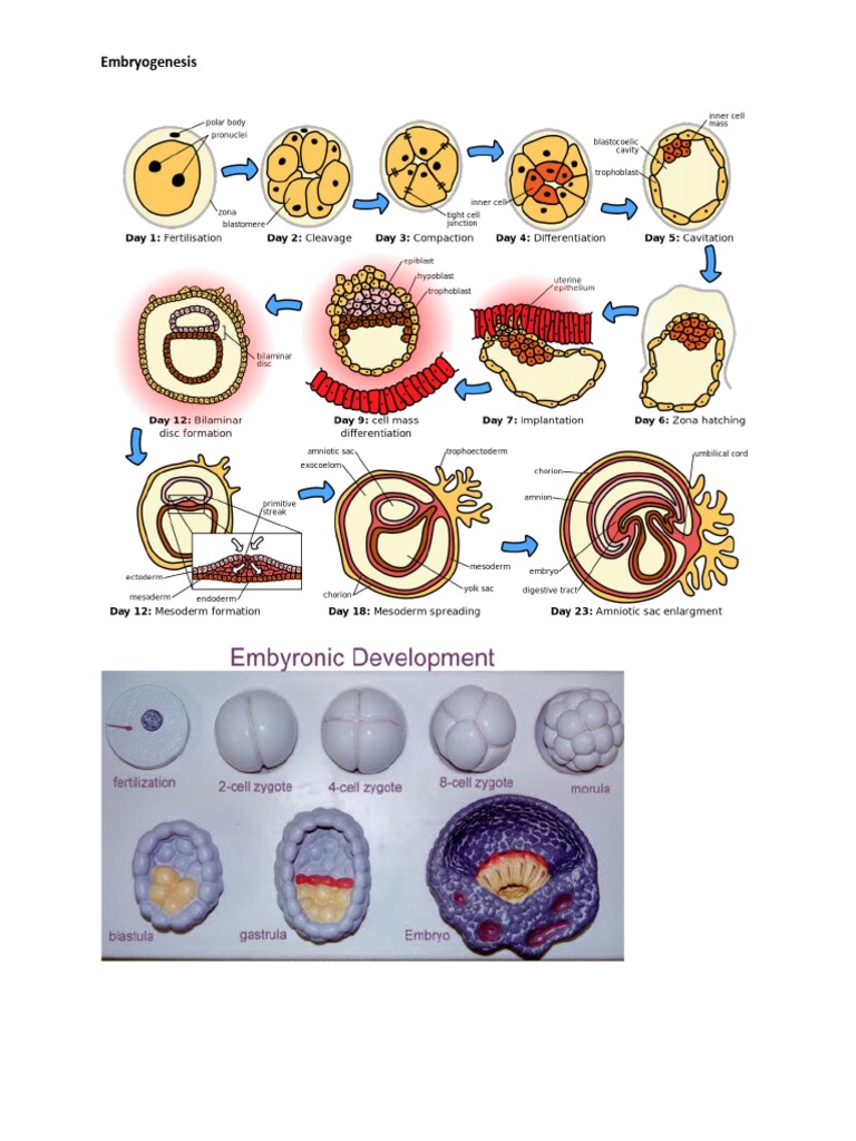 Embryo Genesis | PDF