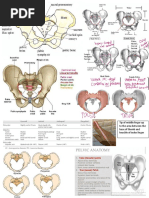 Clinical Pelvimetry | PDF | Pelvis | Vagina
