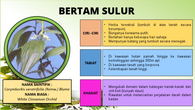 Bertam Sulur | PDF