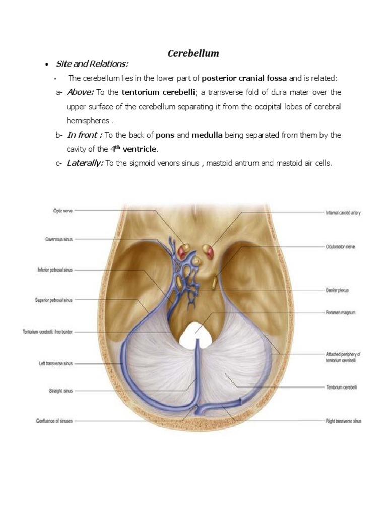 Anatomy of Cerebellum | Download Free PDF | Cerebellum | Brainstem