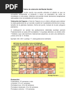 Escala de Capurro | PDF