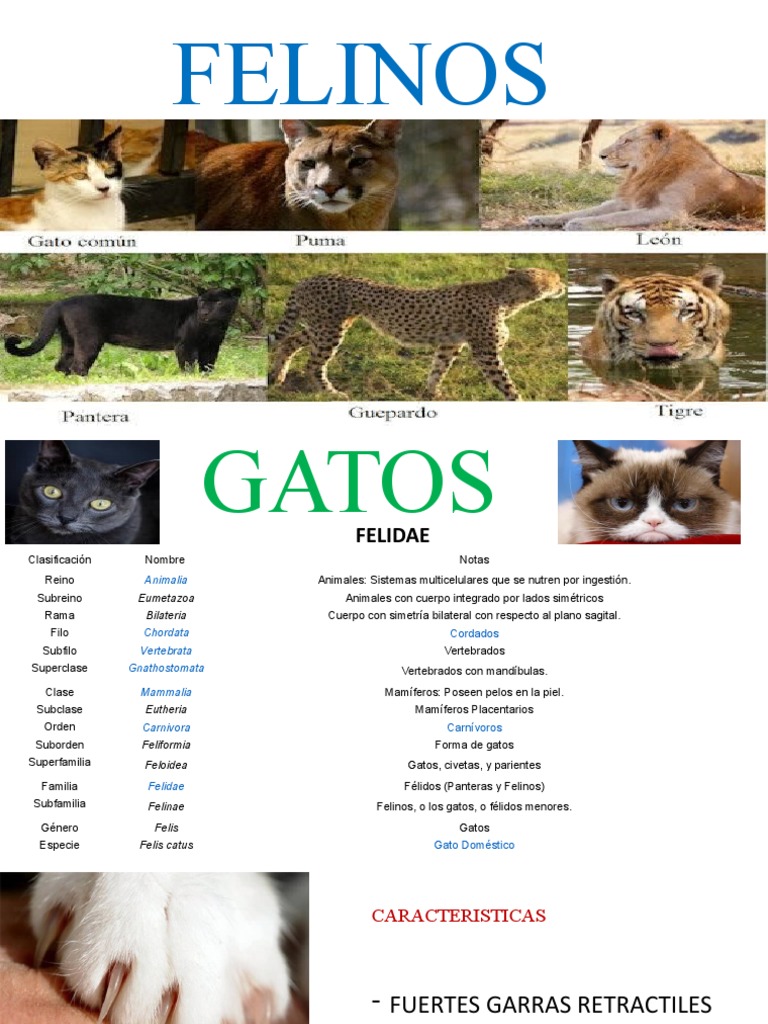 FELINOS | PDF | Felidae | Gatos