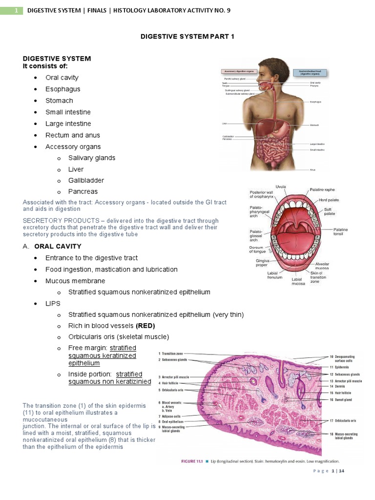 9 Digestive System Part 1 | PDF | Stomach | Esophagus