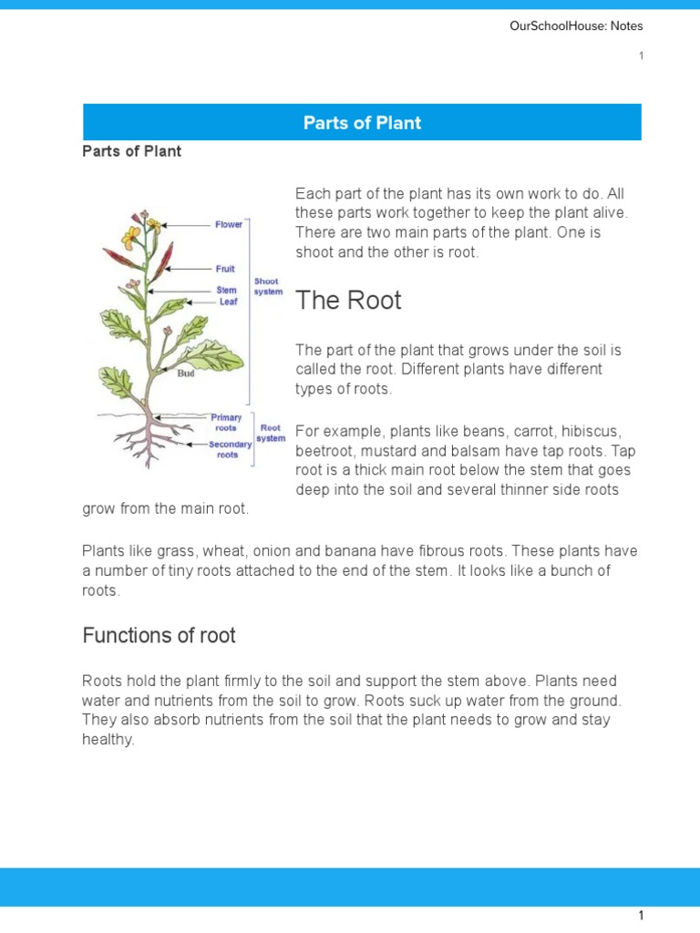 The Root: Parts of Plant | PDF | Leaf | Root