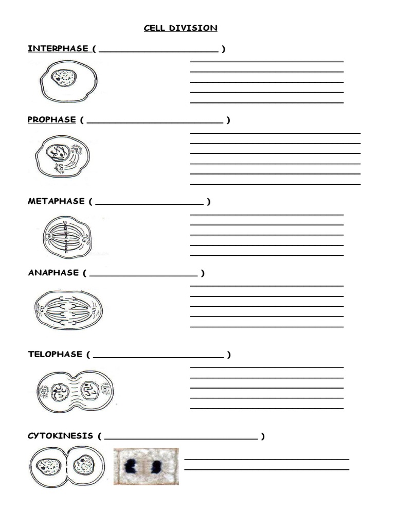 F 08 Blue Sheet Mitosis Notes Blank | PDF