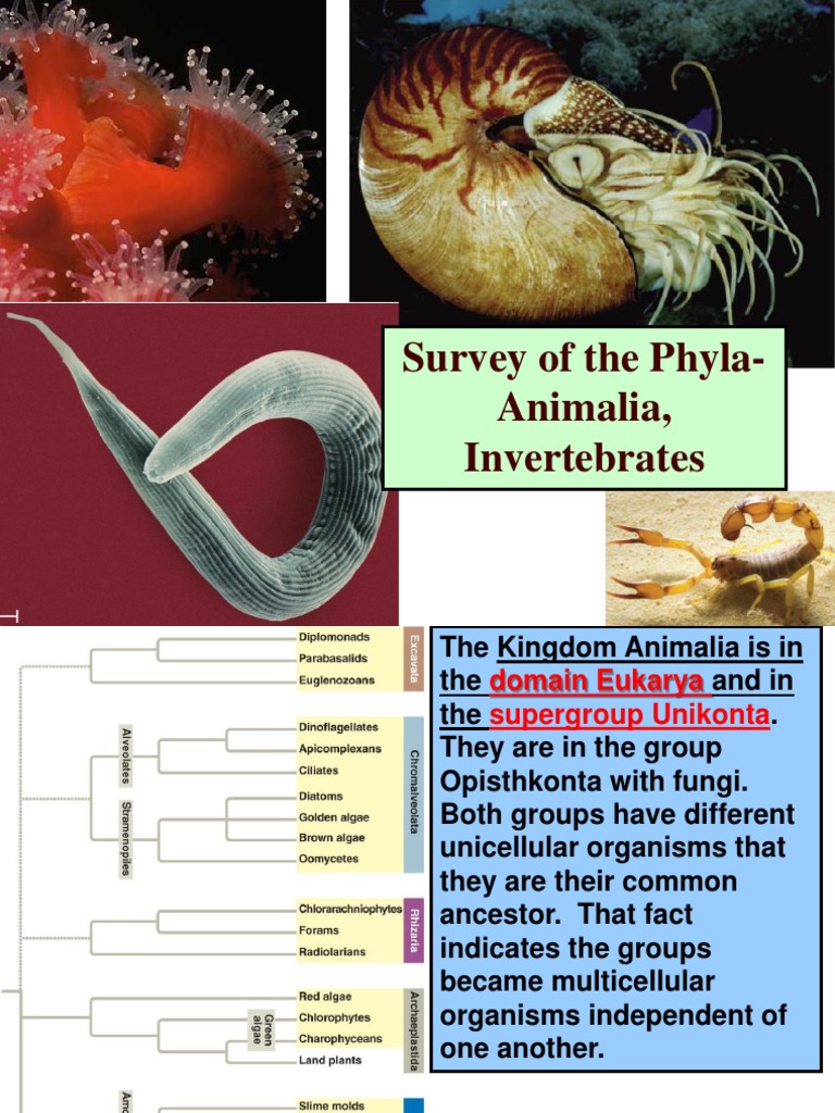 Overview of Animalia Phyla and Characteristics | PDF | Mollusca | Anatomy
