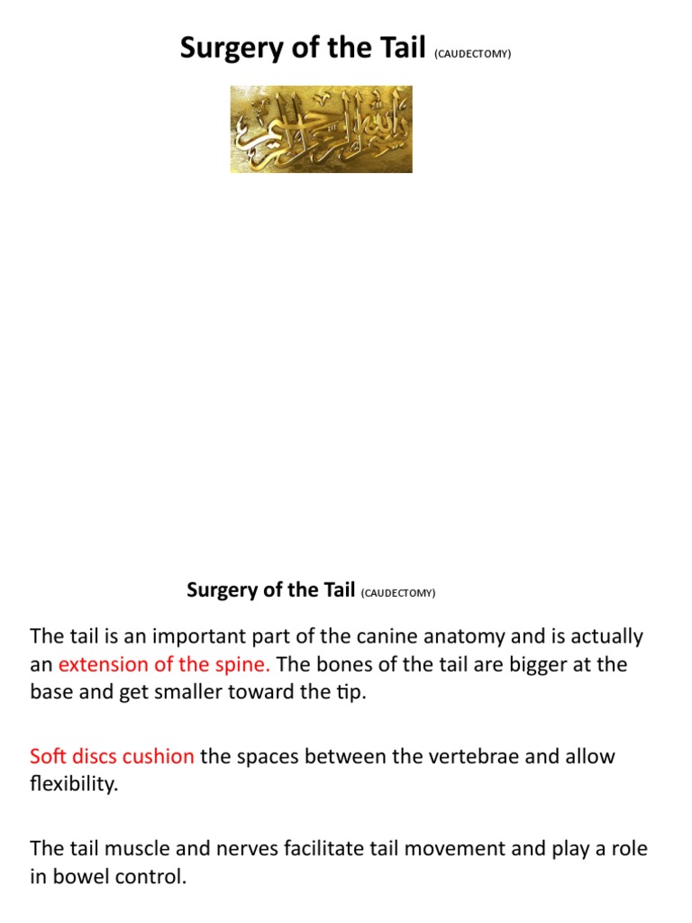 Surgery of The Tail: (Caudectomy) | PDF | Amputation | Vertebra