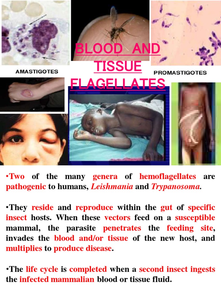 Hemofl - Agellates | Download Free PDF | Leishmania | Immunology