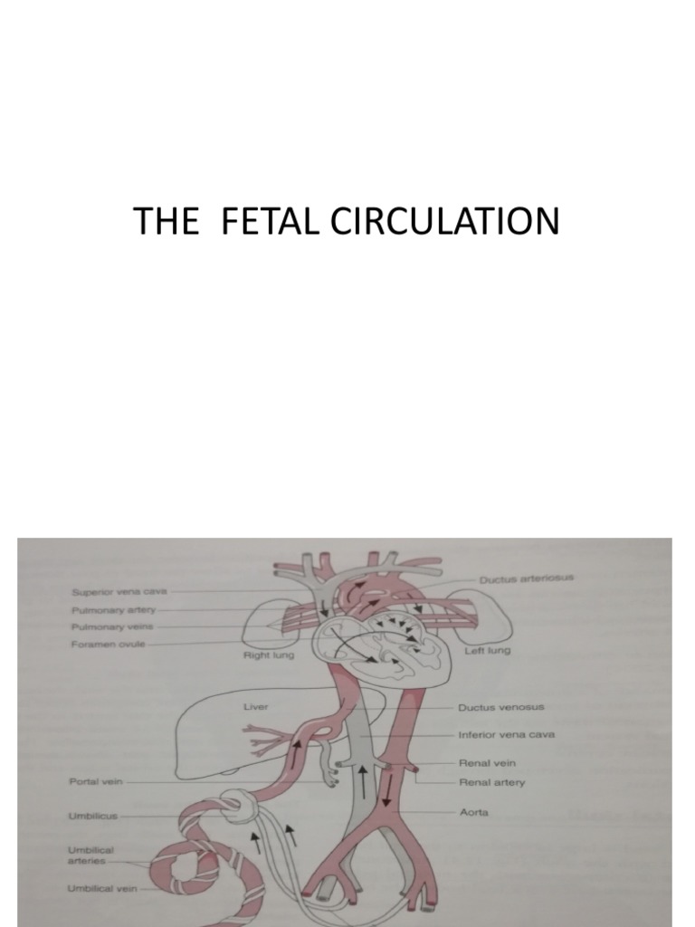 Fetal Circulation | PDF | Fetus | Atrium (Heart)