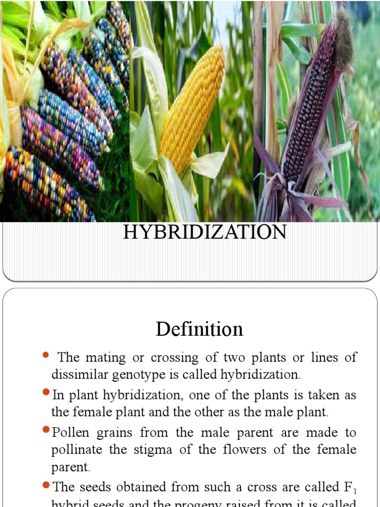 HYBRIDIZATION | PDF | Plant Breeding | Hybrid (Biology)