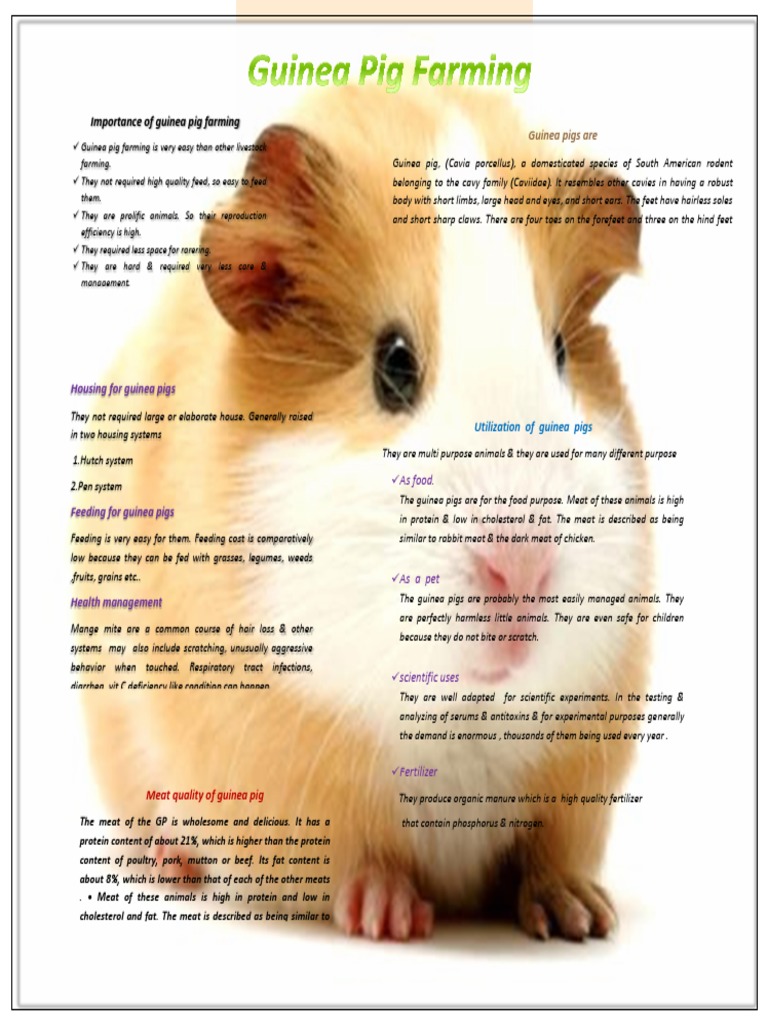 The Multi-Purpose Guinea Pig: An Analysis of Guinea Pig Farming and ...