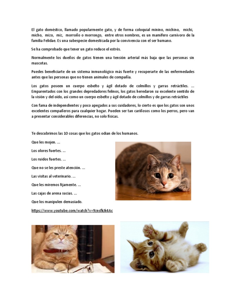 El Gato Doméstico | PDF