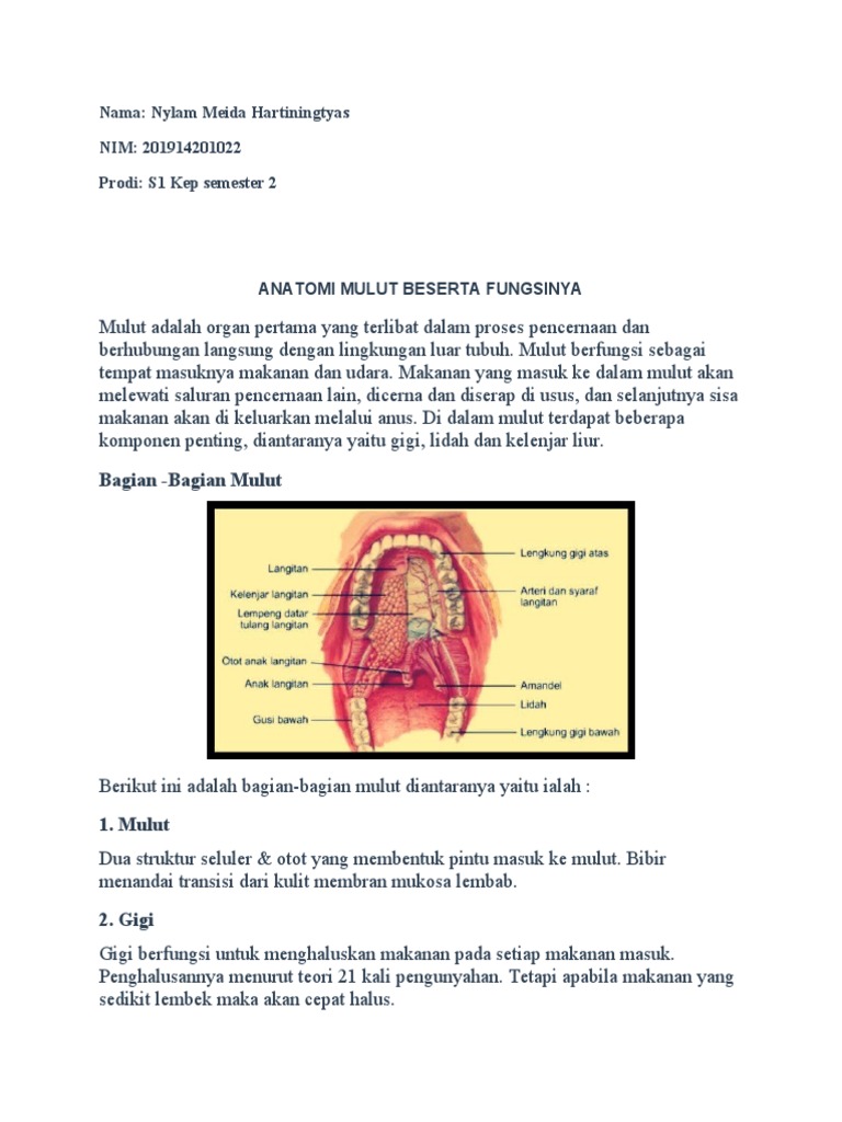 Anatomi Mulut Beserta Fungsinya | PDF