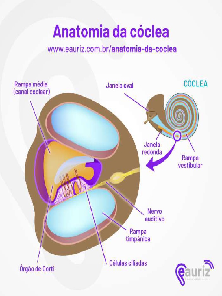 Anatomía Coclea | PDF