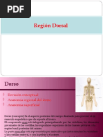 Anatomía de La Mano Humana | PDF | Mano | Articulación