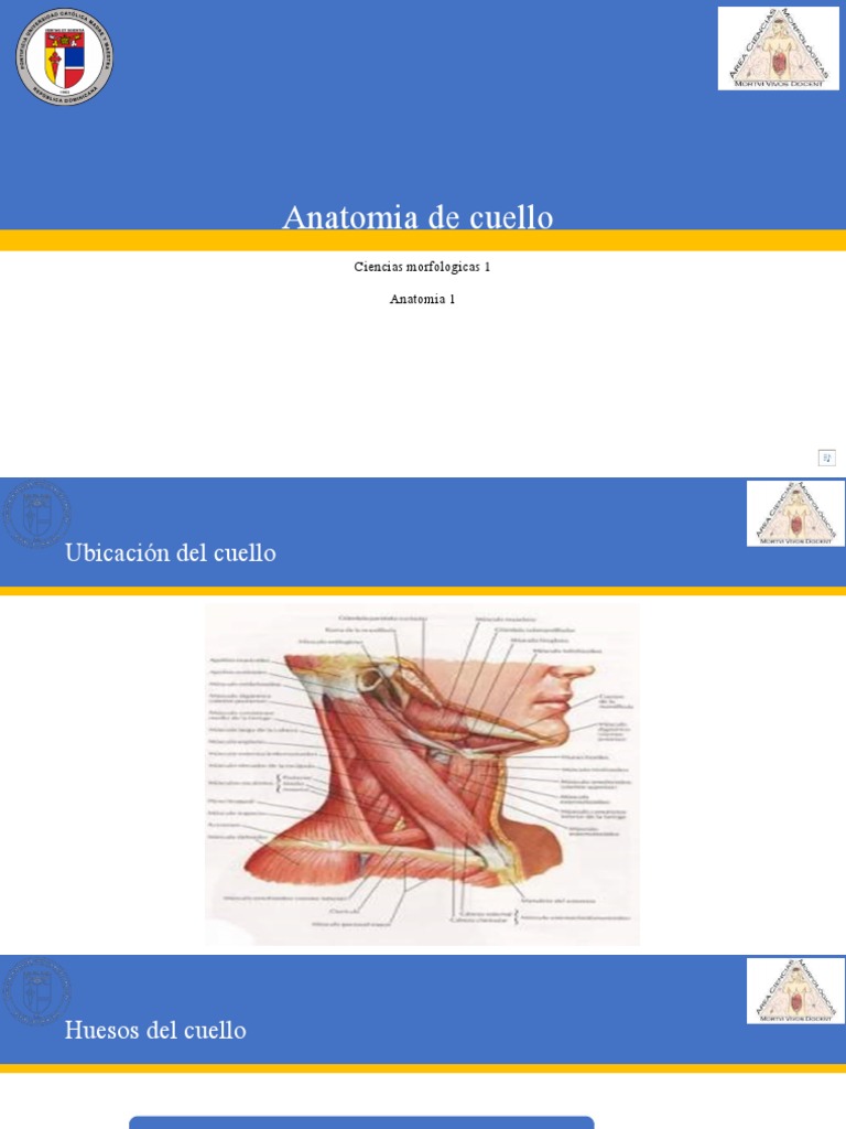 Anatomía del Cuello: Huesos y Músculos | PDF | Sistema esquelético ...