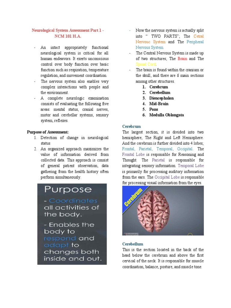 Neurological System Assessment Part 1 - NCM 101 H.A | PDF | Central ...