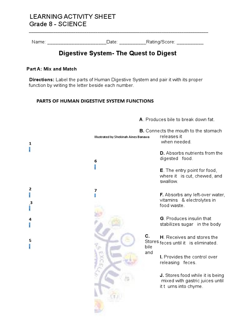 Digestive System-The Quest To Digest: Learning Activity Sheet Grade 8 ...