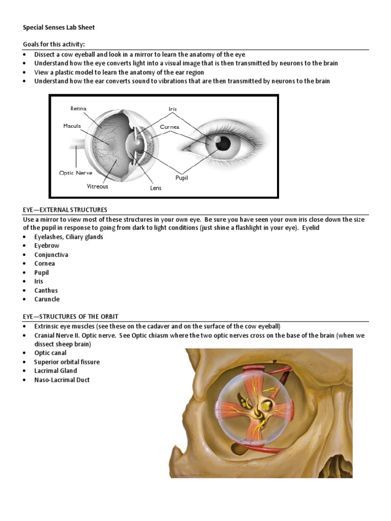 Special Senses Lab Sheet | PDF | Ear | Human Eye