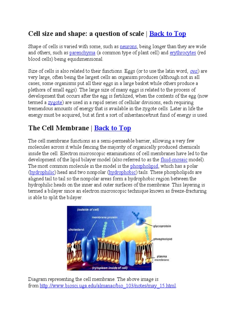 Cell Size and Shape | Download Free PDF | Endoplasmic Reticulum | Cell ...
