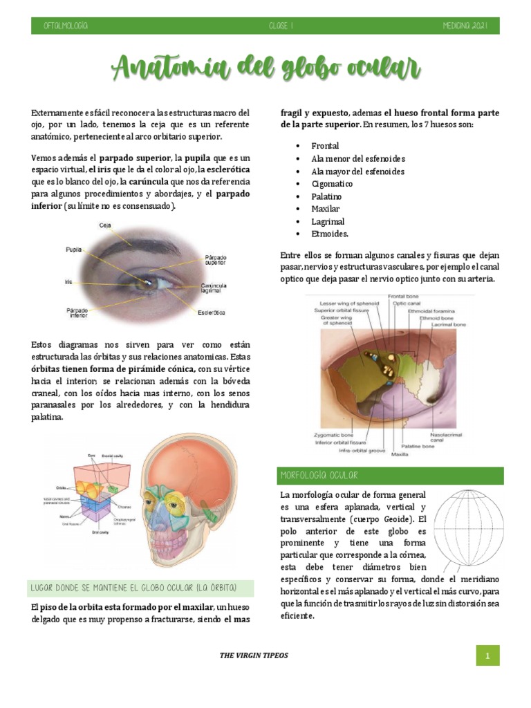 Anatomia Del Globo Ocular | PDF | Ojo humano | Anatomía humana