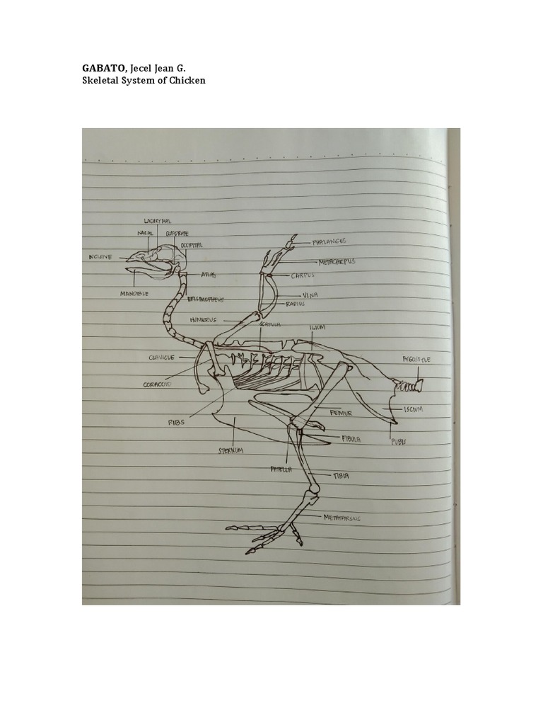 Skeletal System of Chicken