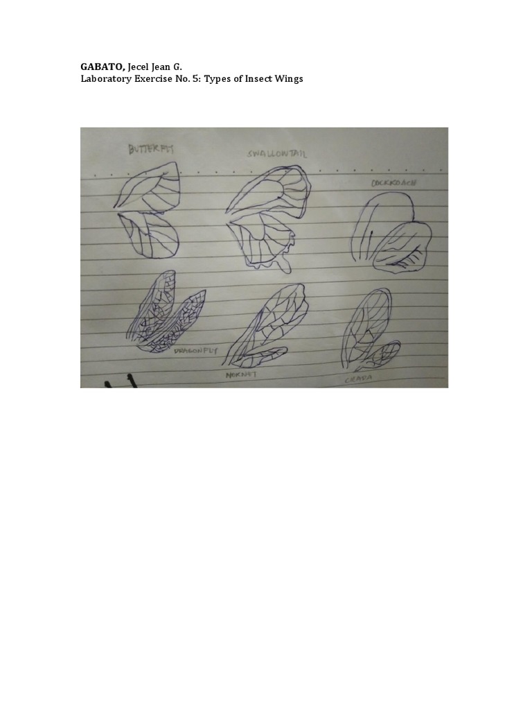 Laboratory Exercise No 5 Types Of Insect Wings Gabato Jecel Jean G