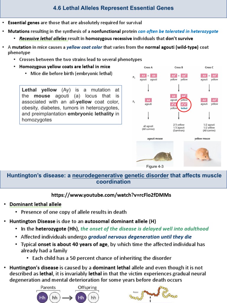 Recessive Lethal Alleles Result in Homozygous Recessive Individuals ...