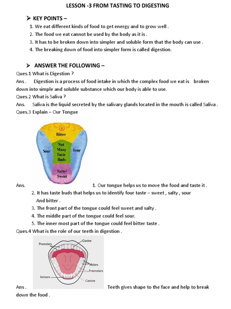 Class 5 Evs Lesson-tasting-To-digesting | PDF | Human Digestive System ...