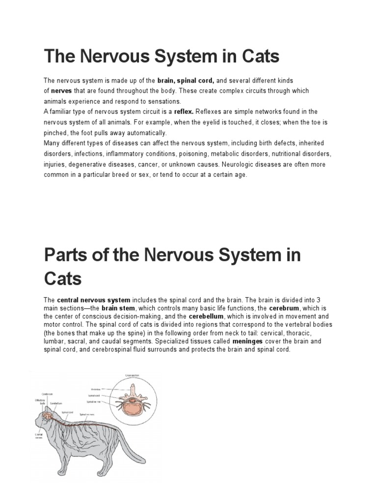 The Nervous System in Cats | PDF | Neuron | Spinal Cord