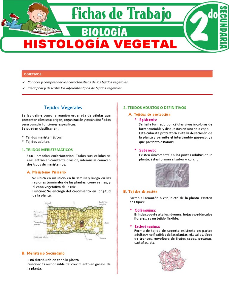 Histologia Vegetal para Segundo Grado de Secundaria | PDF | Tallo de la ...